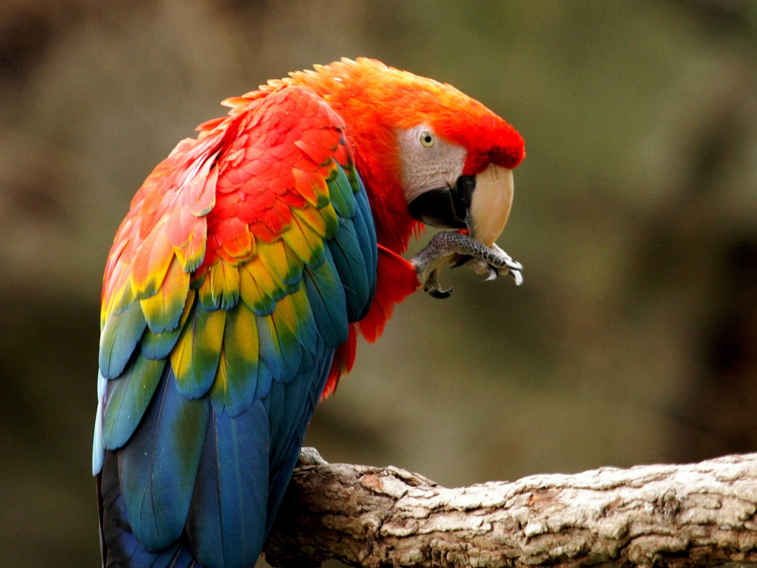 The 7 Most Beautiful Birds of Belize | Birding in Belize